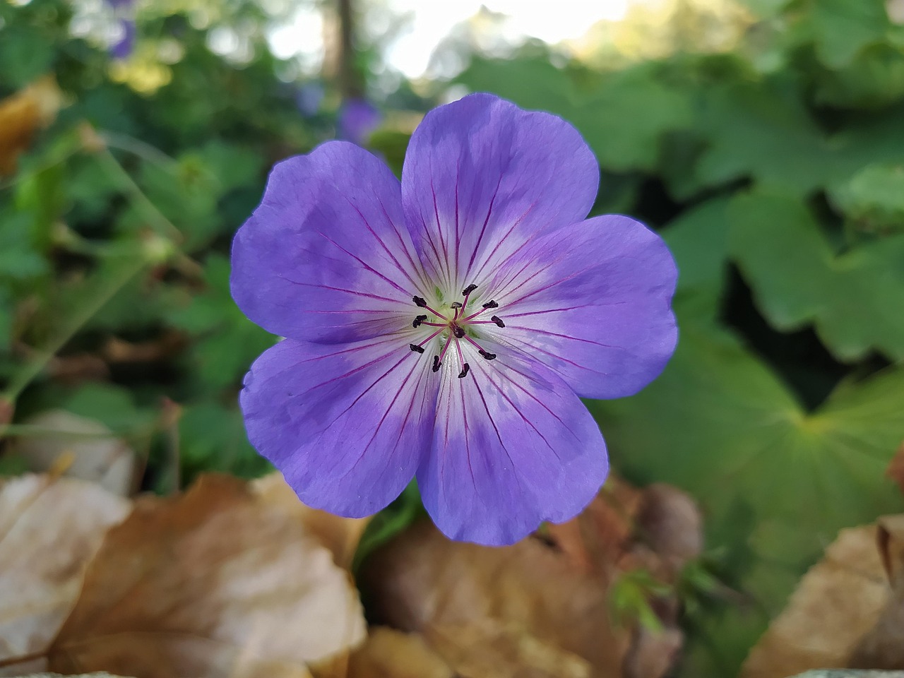 Geranium Flower Botany - Free photo on Pixabay - Pixabay