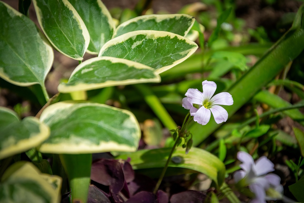 Purple Shamrock Oxalis - Free photo on Pixabay - Pixabay