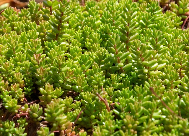 Sedum Album White Stonecrop Garden - Free photo on Pixabay - Pixabay