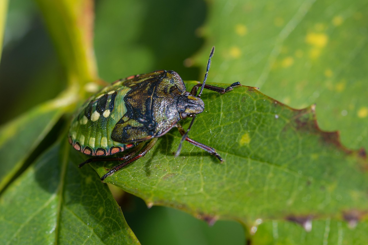 Insecto Entomología Especies Fauna - Foto gratis en Pixabay - Pixabay