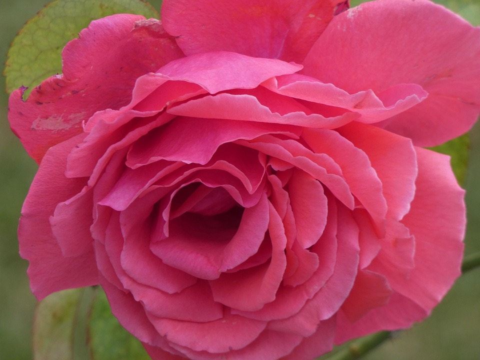 Pinke Rose Blume - Kostenloses Foto auf Pixabay - Pixabay