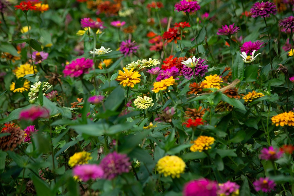 Flower Colorful Forest - Free photo on Pixabay