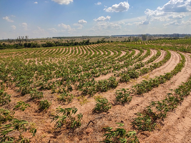 Maniok Manioka-Erbsen Maniok-Feld - Kostenloses Foto auf Pixabay - Pixabay