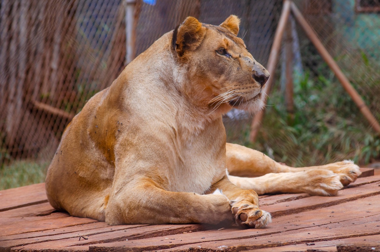 Lion Lionne Félin - Photo gratuite sur Pixabay - Pixabay