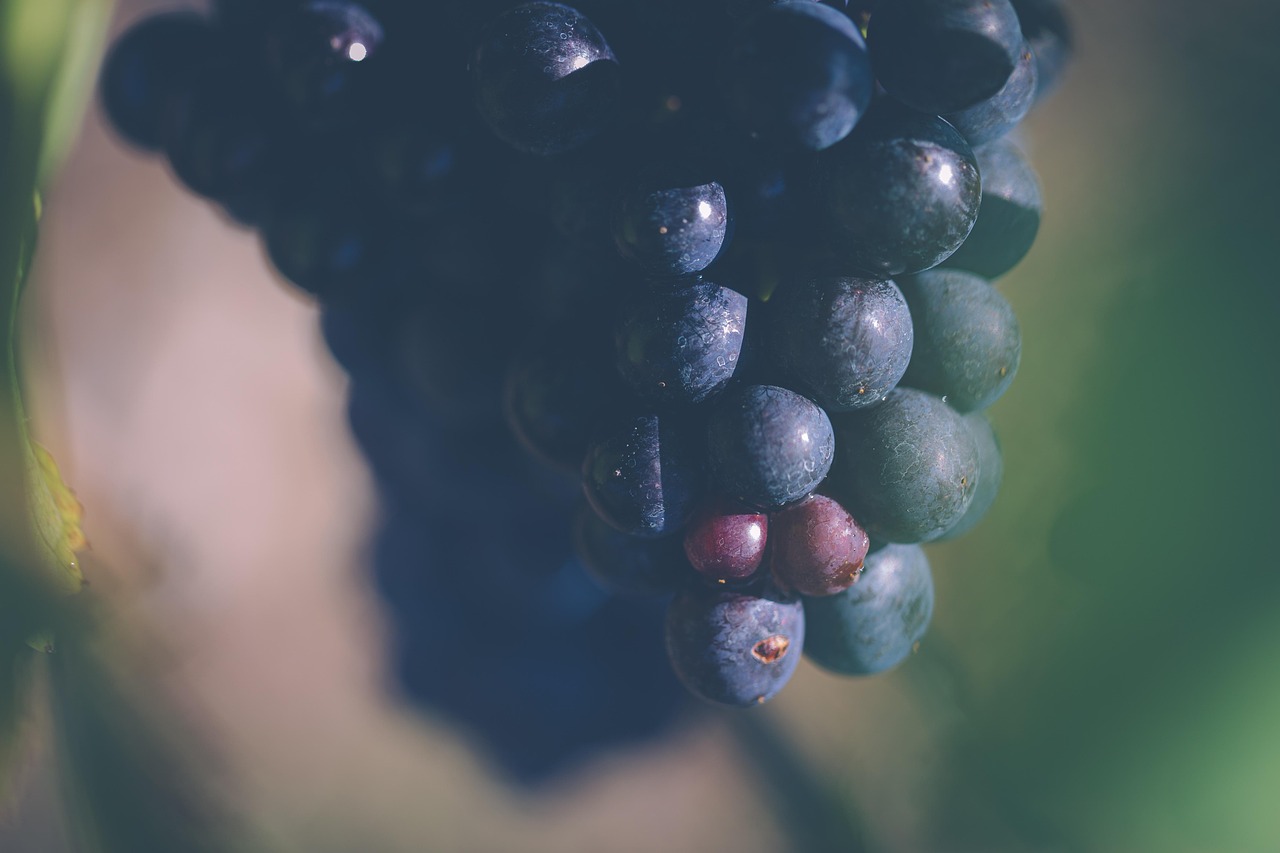 Enredaderas Uvas Fruta Estado - Foto gratis en Pixabay - Pixabay