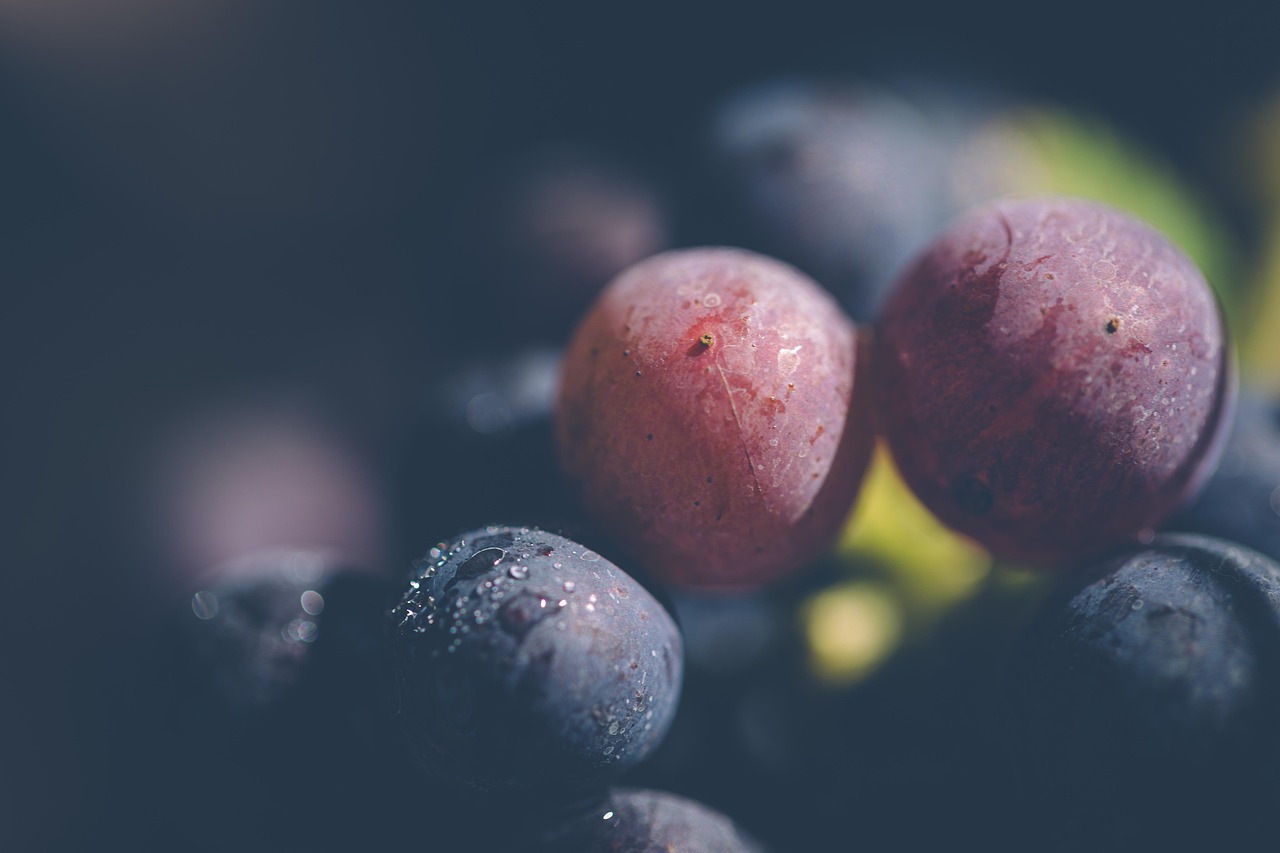 Enredaderas Uvas Fruta Estado - Foto gratis en Pixabay