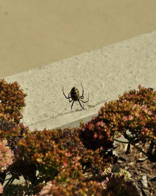 Spider Flower Bushes - Free photo on Pixabay - Pixabay