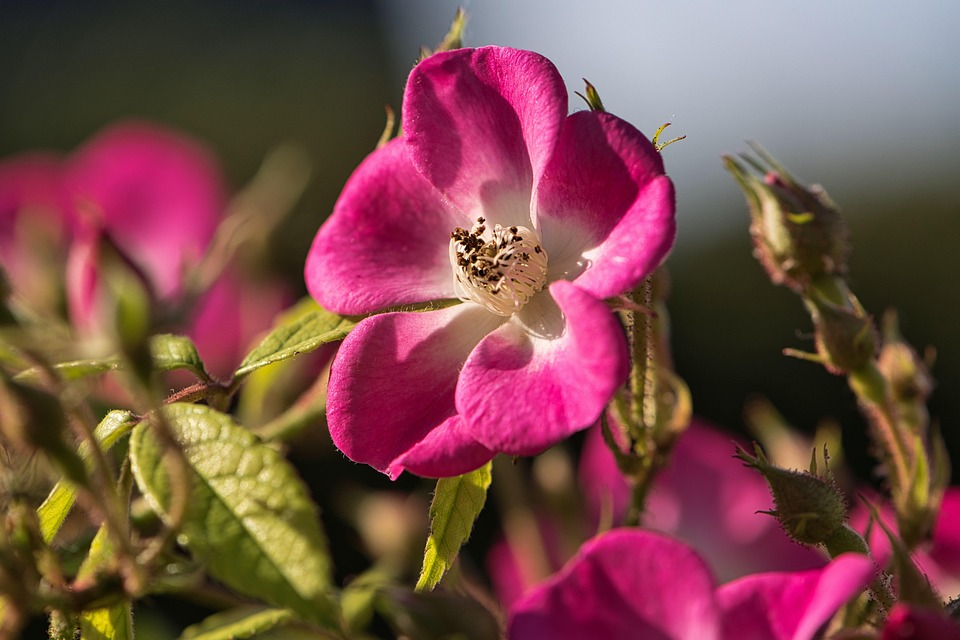 Pink Flowers Garden - Free photo on Pixabay - Pixabay
