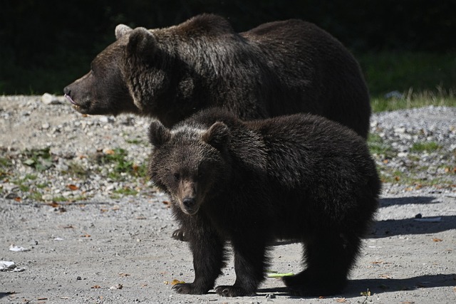 100+ Free Bear Cub & Bear Photos - Pixabay