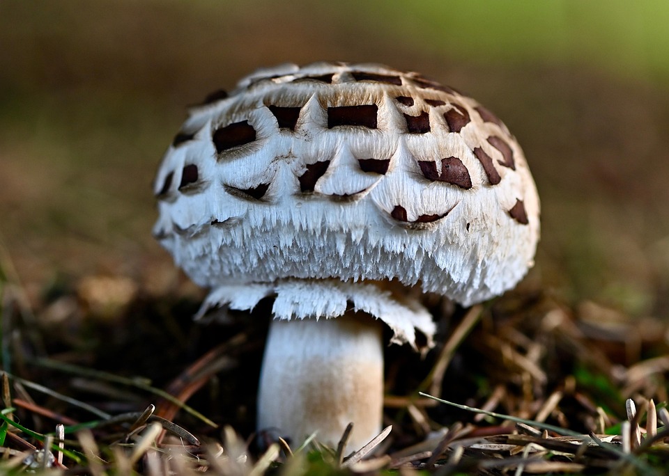 Mushroom Toadstool Fungus - Free photo on Pixabay