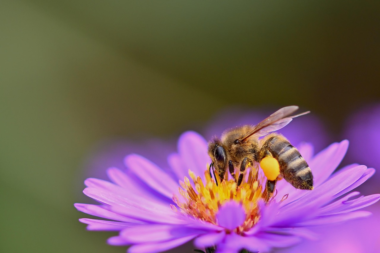 20,000+ Free Bees & Honey Images - Pixabay