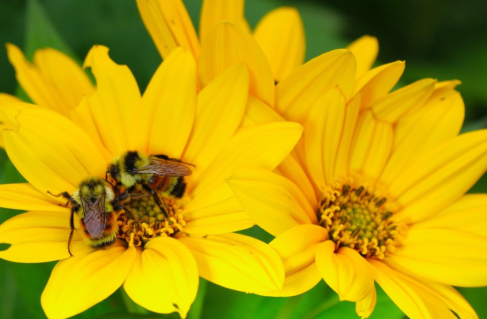 Orange-Belted Bumblebee Yellow - Free photo on Pixabay