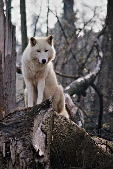 Wolf Arctic Beast - Free photo on Pixabay