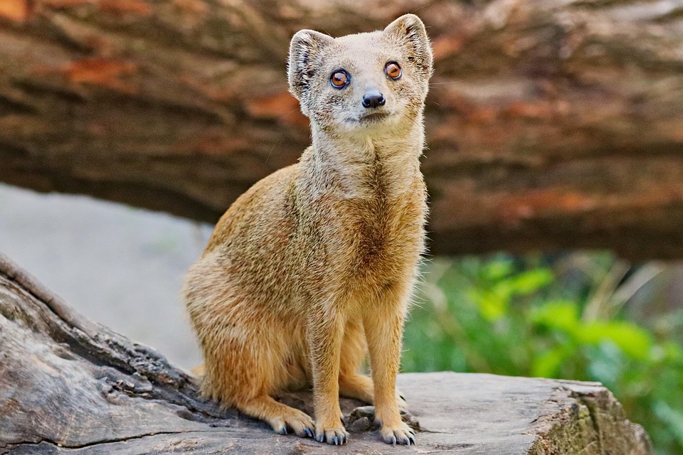 Mongoose Mammifère Animal - Photo gratuite sur Pixabay - Pixabay