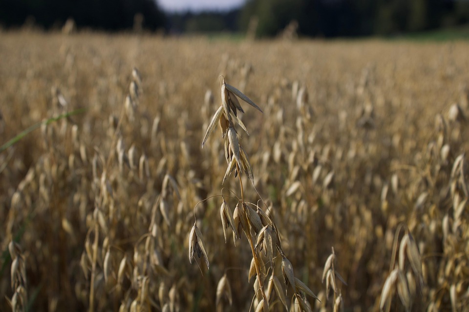 Grain L'Avoine Domaine - Photo gratuite sur Pixabay - Pixabay