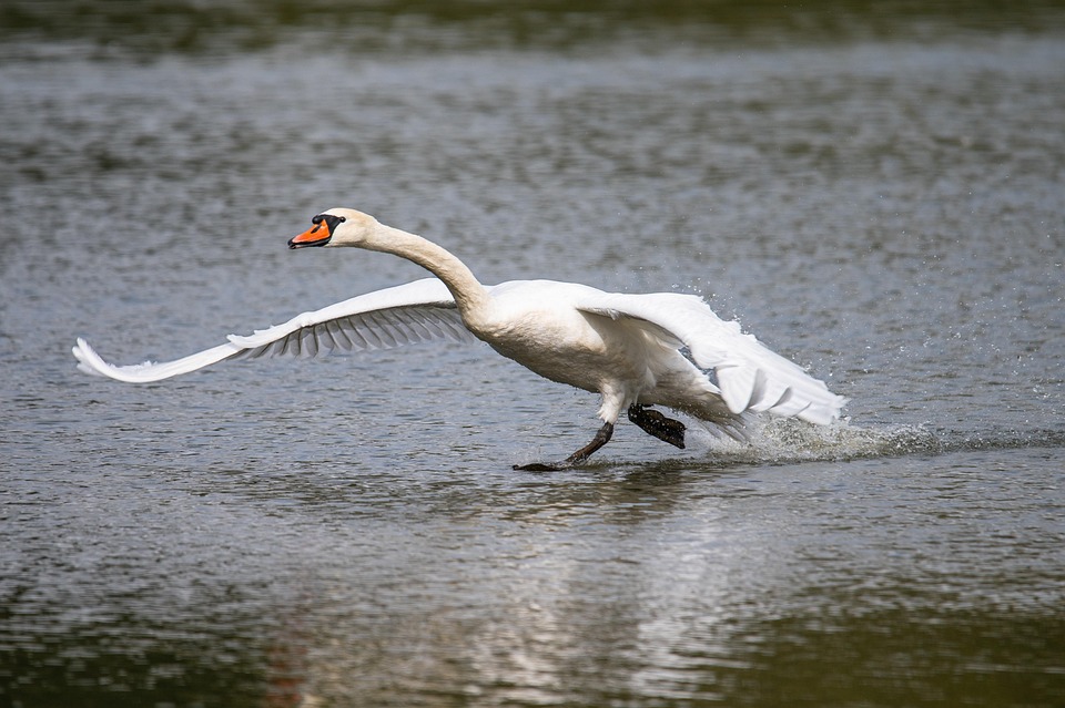 Swan Water Bird Feathers - Free photo on Pixabay - Pixabay