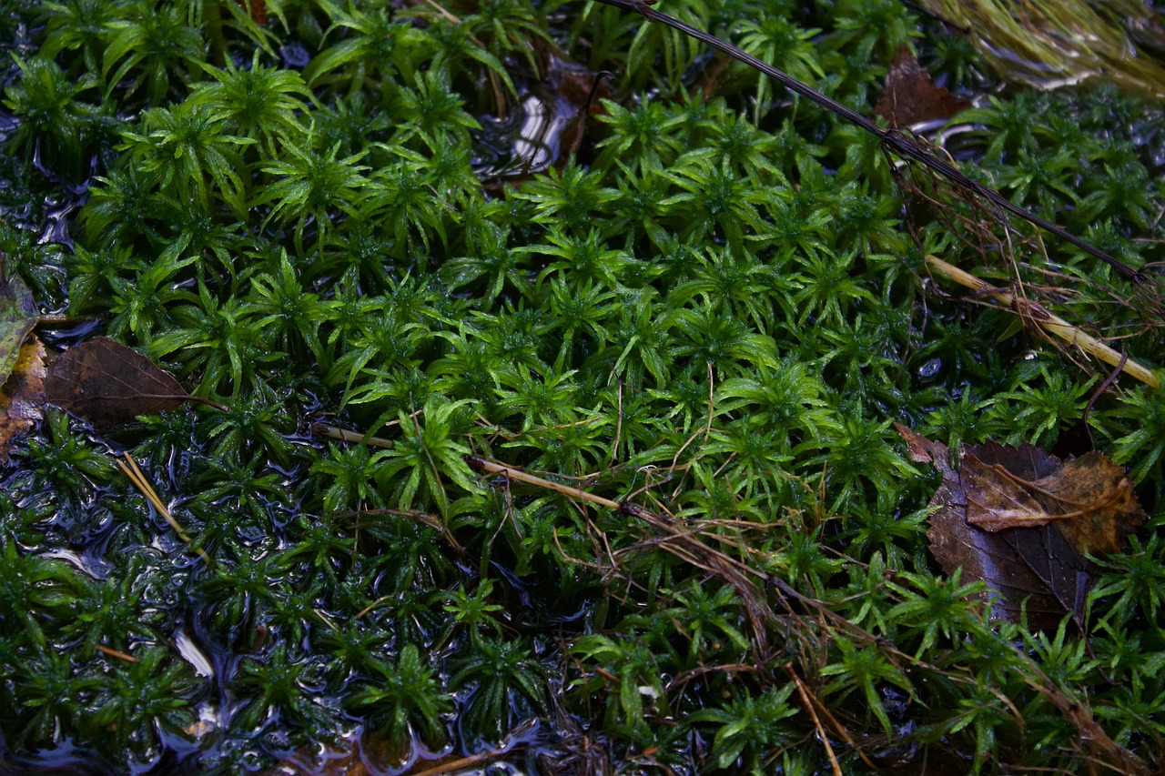 Curd Moss Wet - Free photo on Pixabay - Pixabay