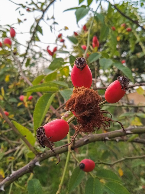 Rose Fruit - Photo gratuite sur Pixabay - Pixabay