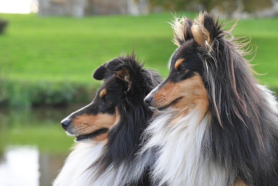 Shetland Sheepdogs Shelties Dogs - Free photo on Pixabay - Pixabay