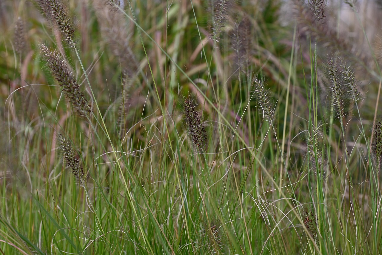 Grasses Nature - Free photo on Pixabay - Pixabay