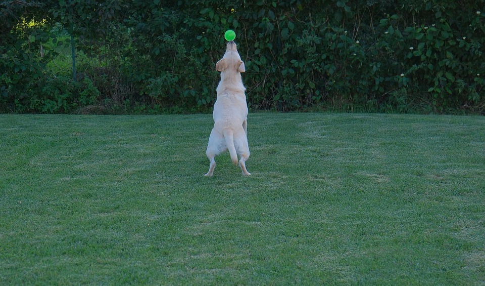 Labrador Hond Bal - Gratis foto op Pixabay - Pixabay