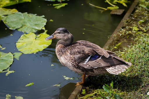Mallard Duck Waterfowl - Free photo on Pixabay