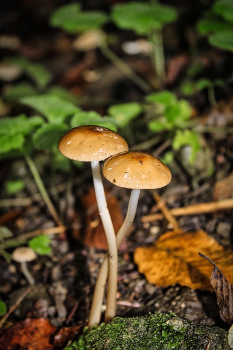 Pilze Moos Sporen - Kostenloses Foto auf Pixabay - Pixabay