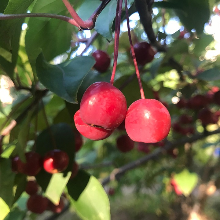 Red Fruit Reward - Free photo on Pixabay - Pixabay