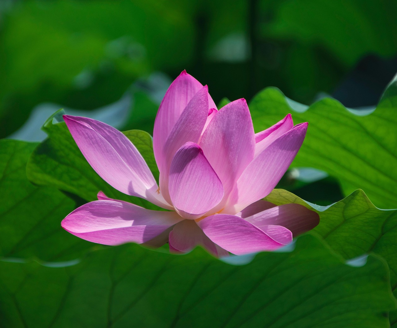 Lotus Flower Plant Water - Free photo on Pixabay - Pixabay