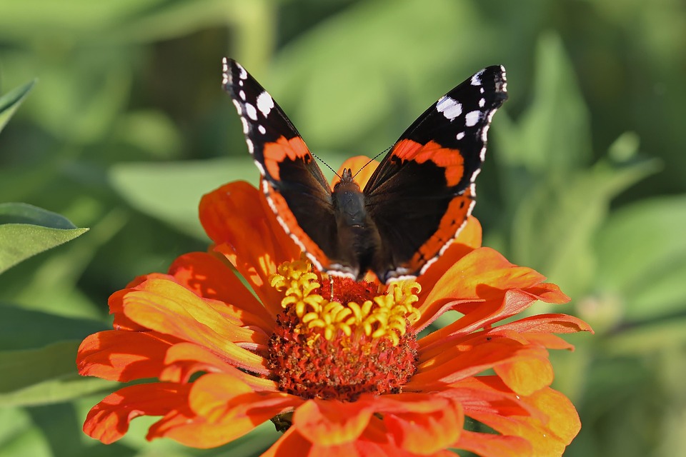 Admiral Butterfly Orange Flower - Free photo on Pixabay - Pixabay