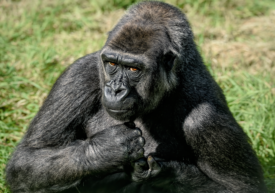 Western Lowland Gorilla - Free photo on Pixabay