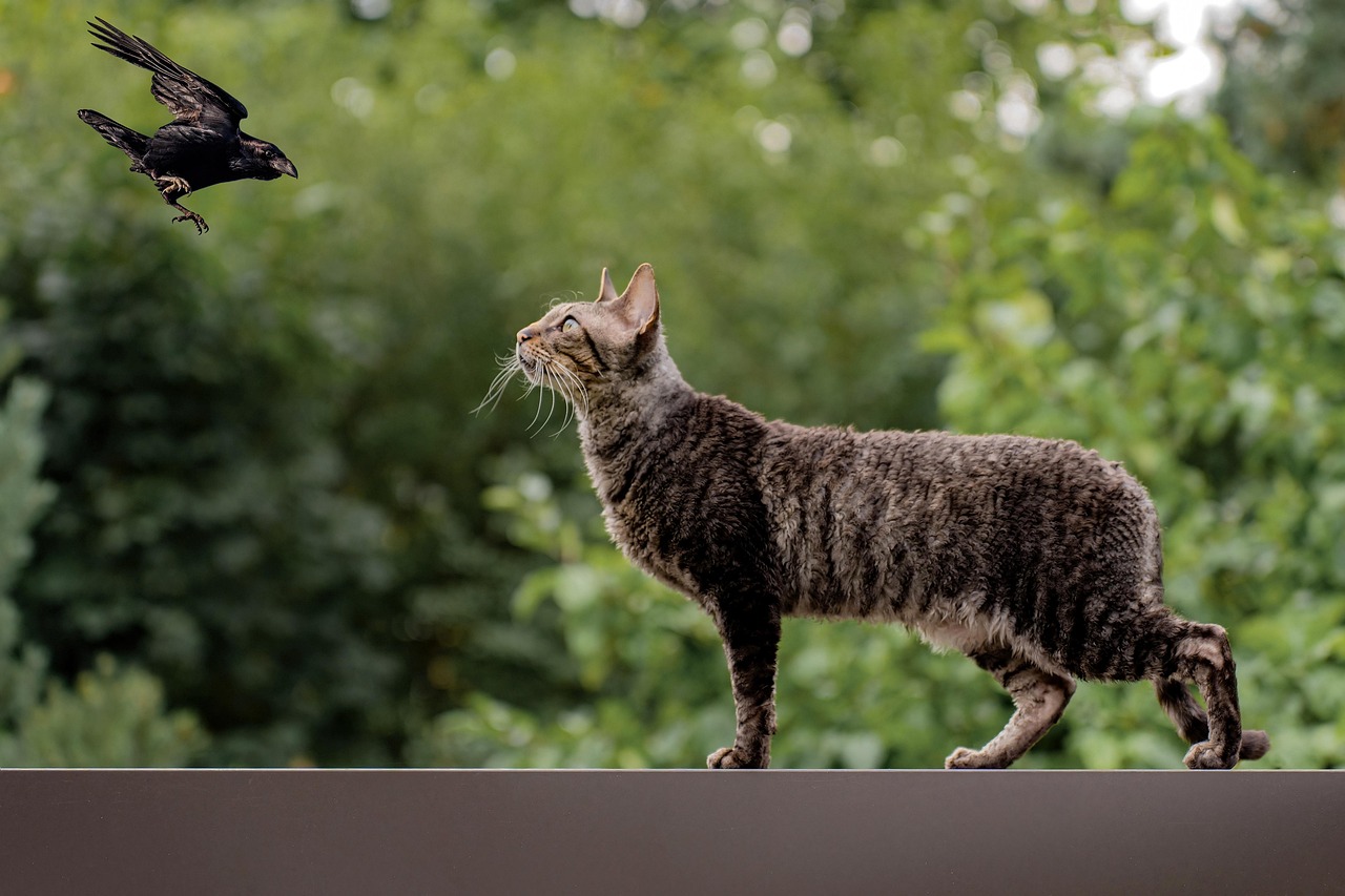 40,000+ Free Cat Bird & Nature Images - Pixabay