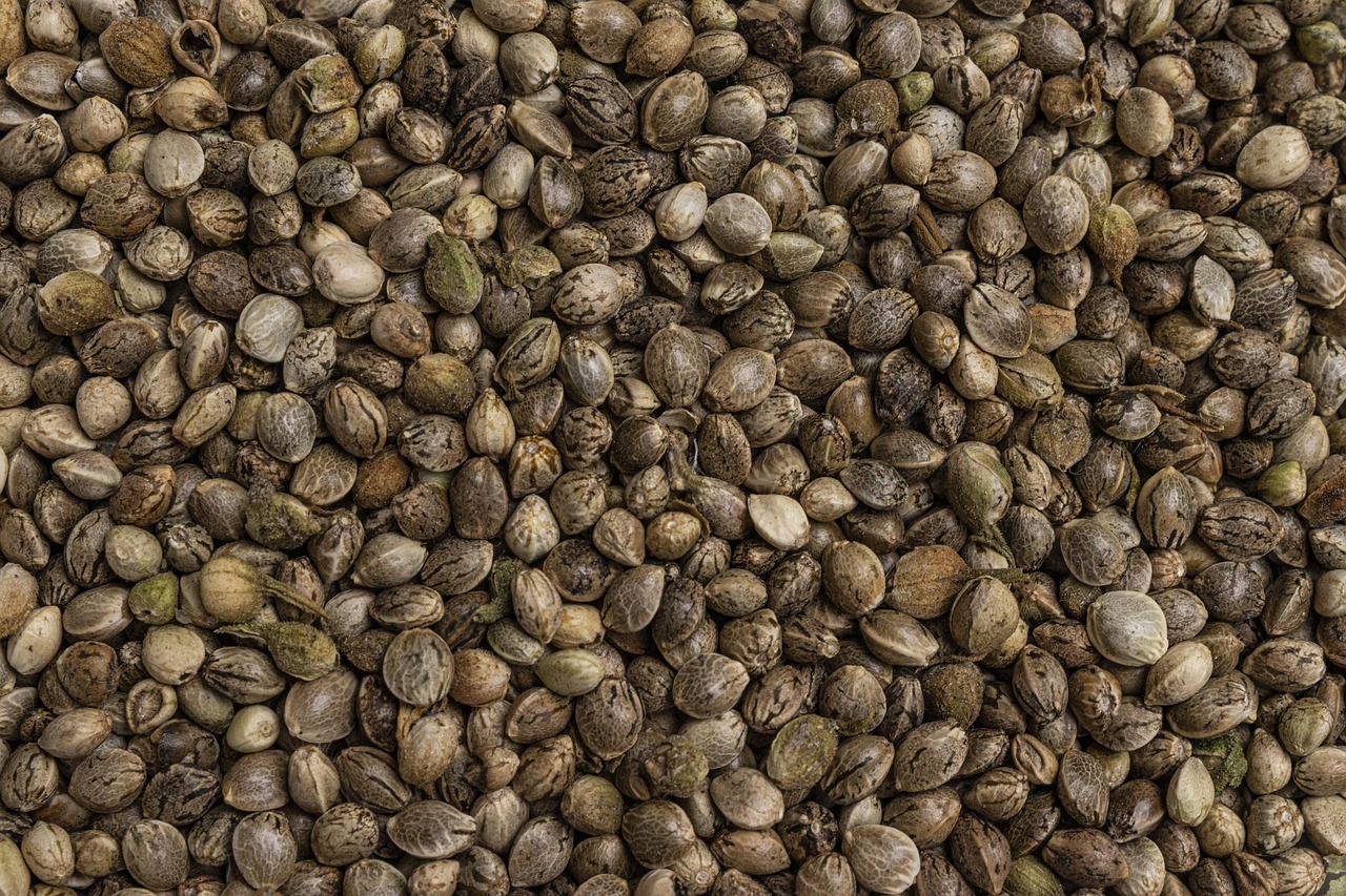 Hemp Seeds Industrial Free Photo On Pixabay Pixabay