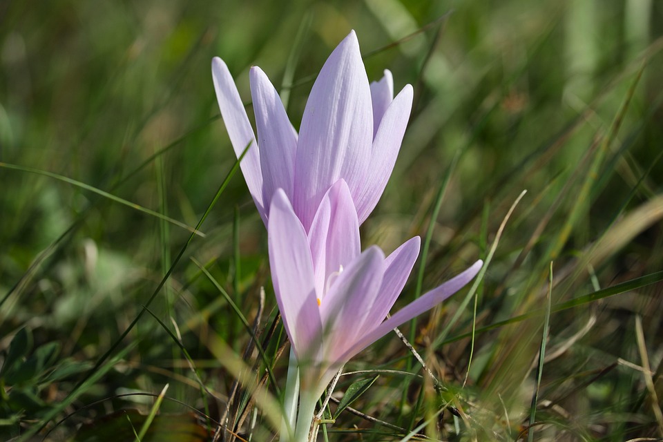 Autumn Crocus Purple - Free photo on Pixabay