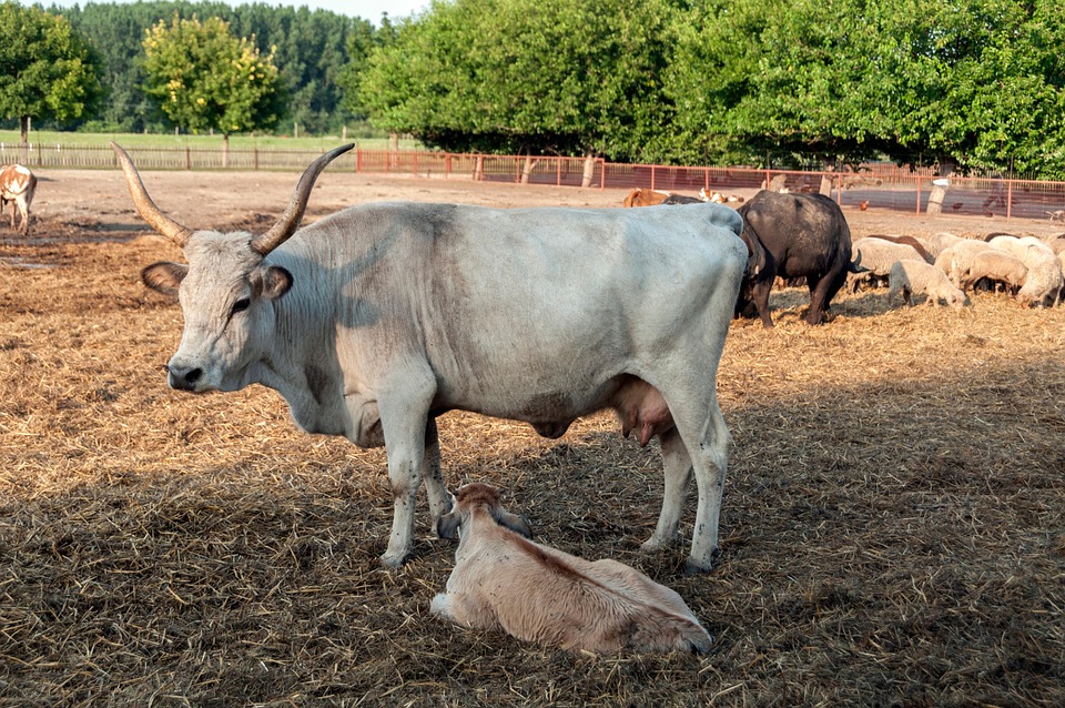 Hungarian Variegated Cattle Cows - Free photo on Pixabay