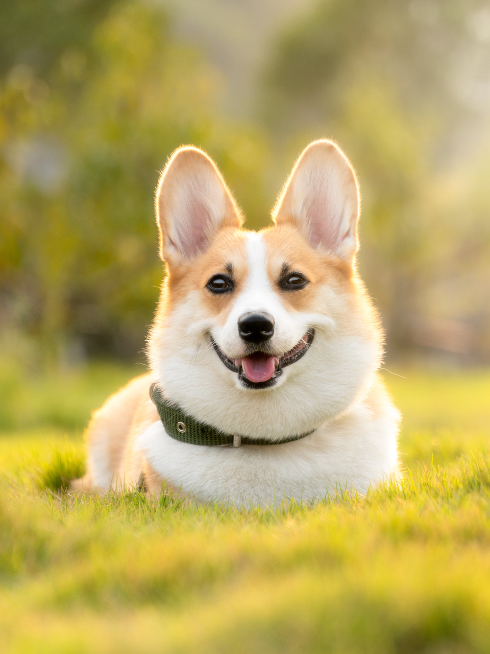 Free Dog Photos & Pictures: 40,000+ Cute Dog Images in HD - Pixabay