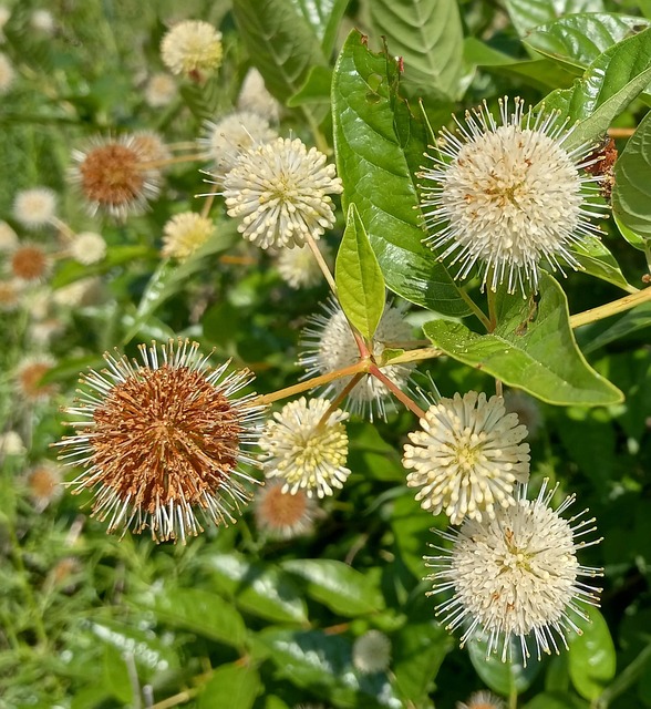 Shrub Flowers Sphere - Free photo on Pixabay - Pixabay