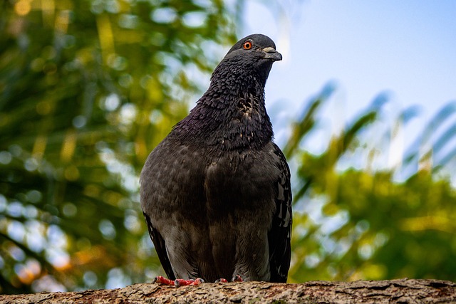 Pombo Pássaro Natureza - Foto gratuita no Pixabay - Pixabay