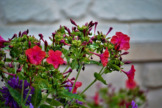 Flores Verão Dia - Foto gratuita no Pixabay - Pixabay