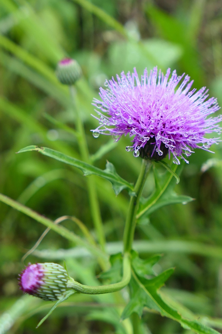 노아자미 노모 Japanese Thistle Cirsium - Pixabay의 무료 사진 - Pixabay