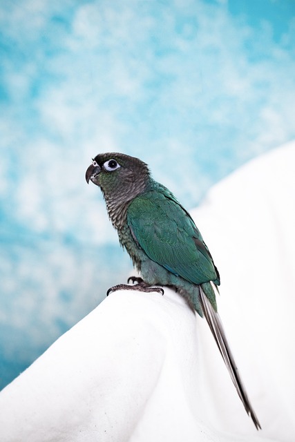 Bird Parrot Beak - Free photo on Pixabay - Pixabay