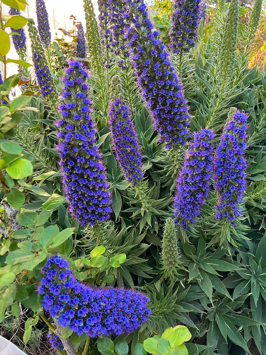 Madeira Flower Nature - Free photo on Pixabay