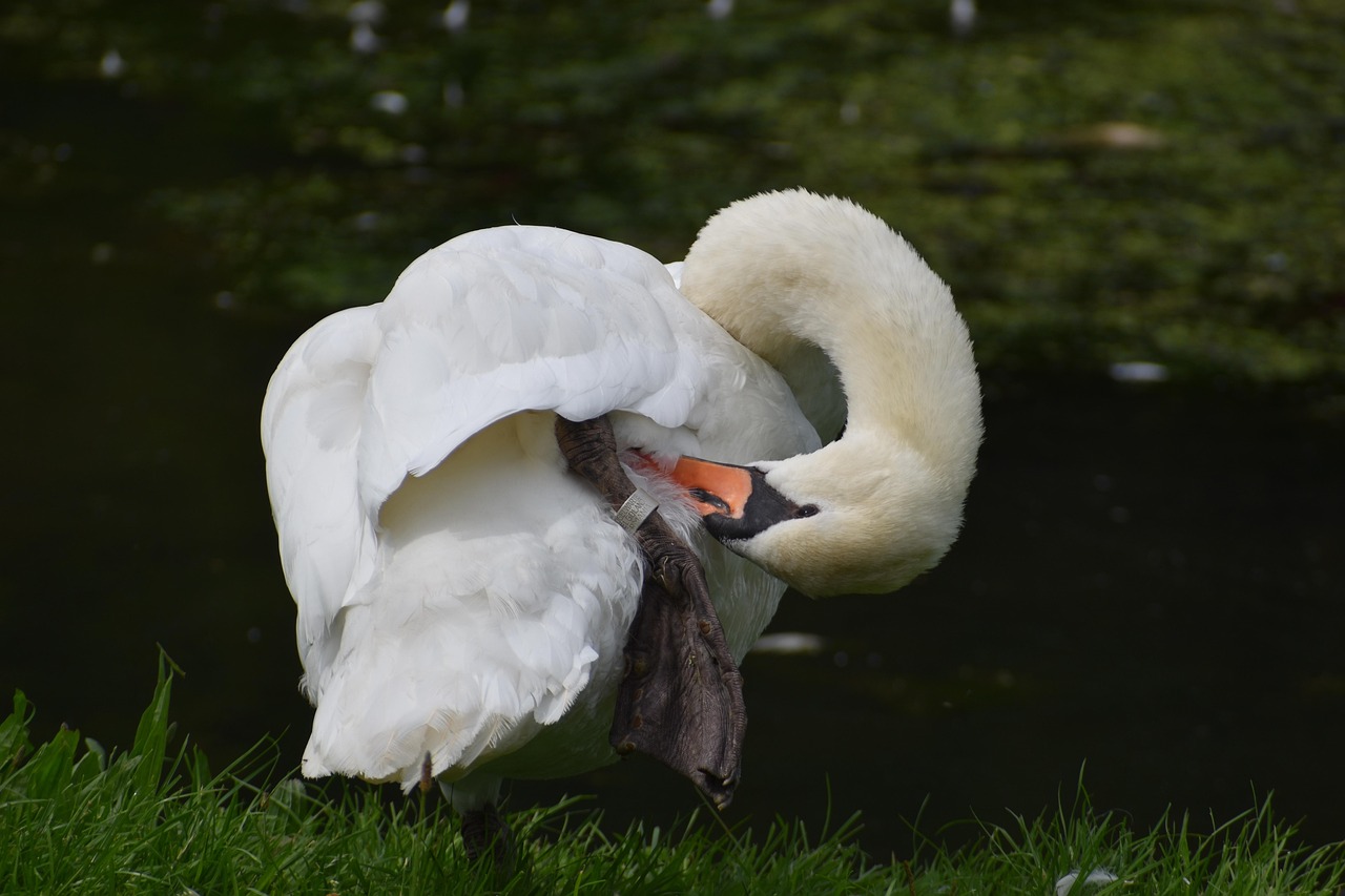 Swan Plumage Maintenance - Free photo on Pixabay - Pixabay