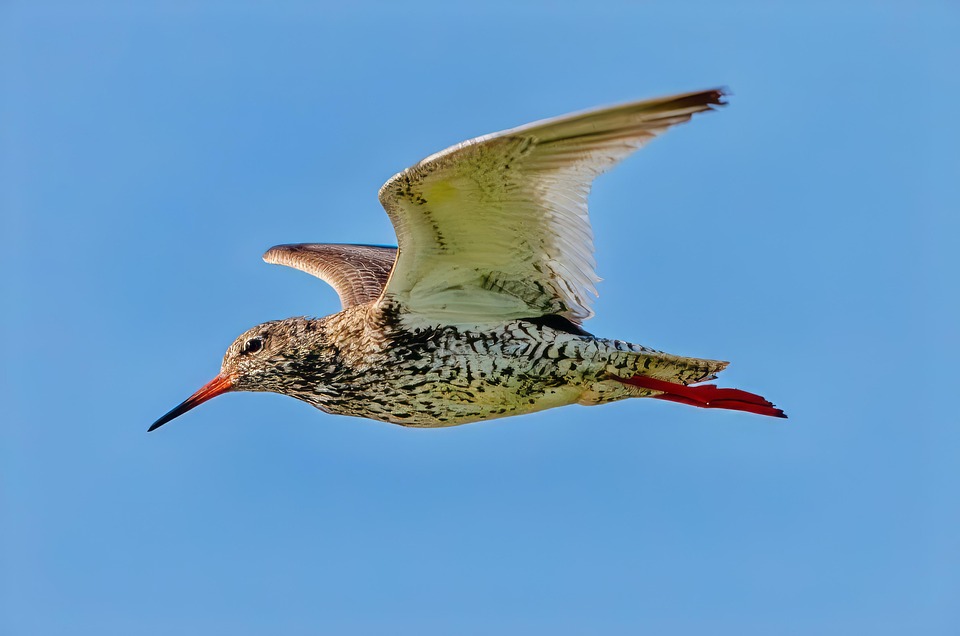 Redshank Bird Animal Tringa - Free photo on Pixabay - Pixabay