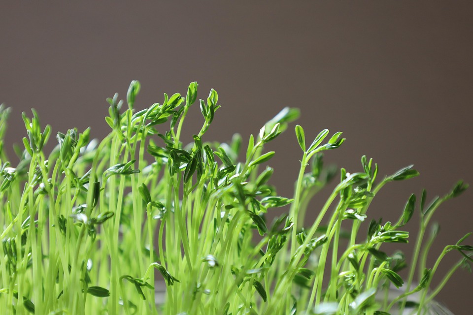 Microgreen Sprouts Healthy Food - Free photo on Pixabay - Pixabay
