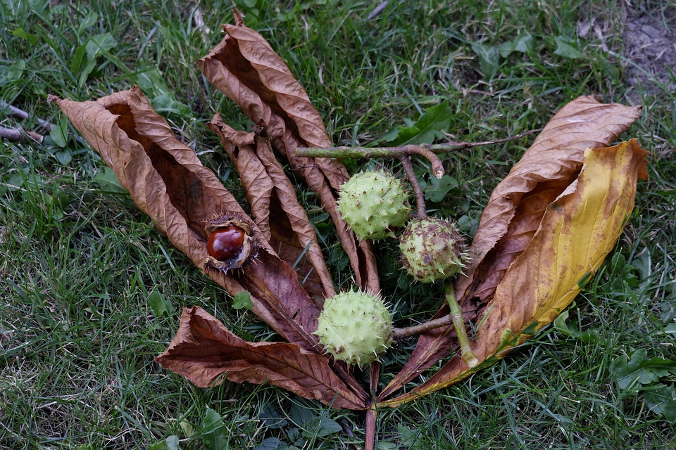 Nature Grass Fruit - Free photo on Pixabay - Pixabay