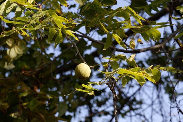 Nature Tree Nut - Free photo on Pixabay - Pixabay