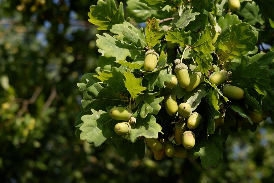 Tree Oak Fruit - Free photo on Pixabay - Pixabay