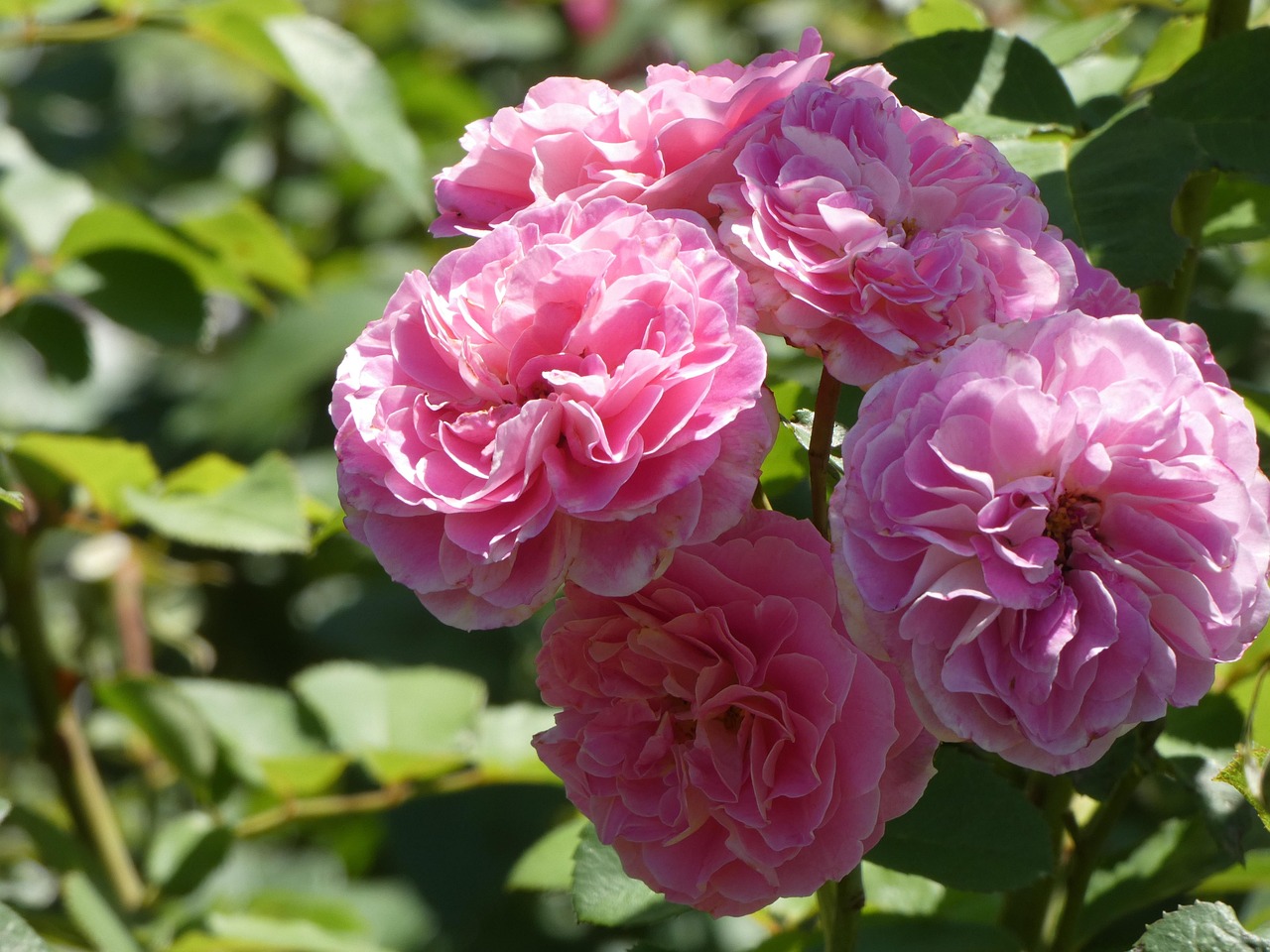 Pinke Blumen Park - Kostenloses Foto auf Pixabay - Pixabay