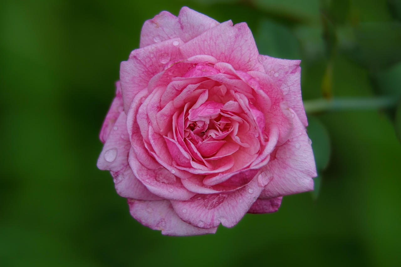 Fleur Rose Bloom - Photo gratuite sur Pixabay - Pixabay